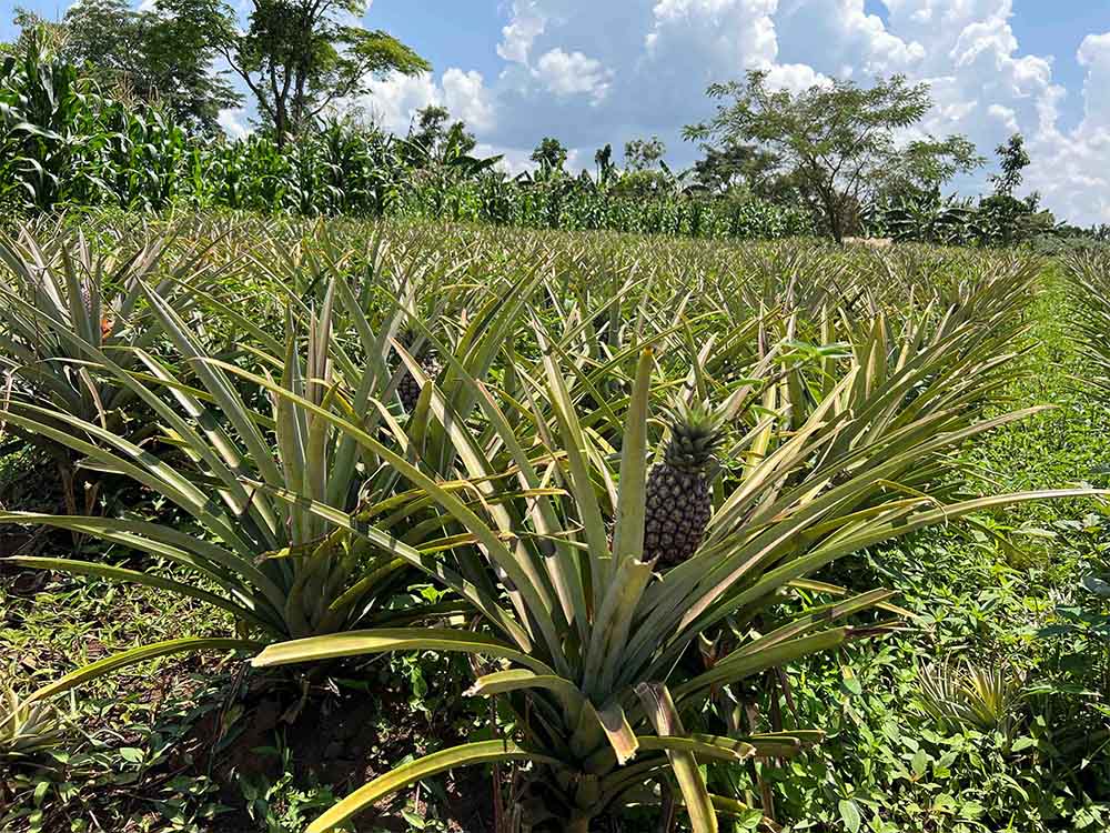 About AGRITRADE Uganda - AGRITRADE Uganda